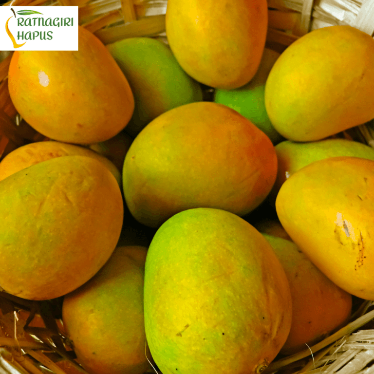 Ratnagiri Alphonso Mango | Taste Heavenly Sweetness of Mango