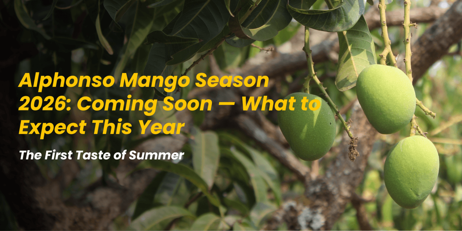 Alphonso Mango Season 2026: Coming Soon
