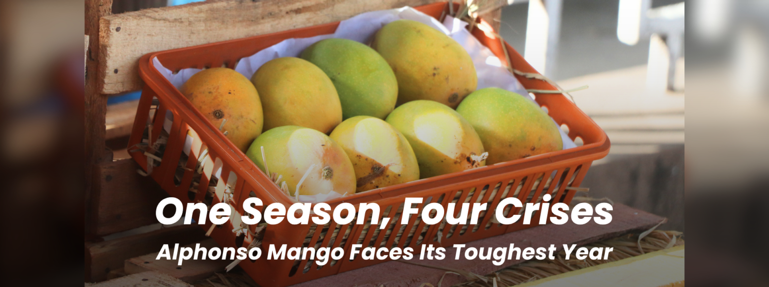 Indian Mango Season: India Land of Mangoes
